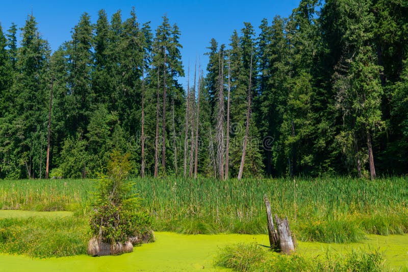 Swamp at the Forest in Gifford Pinchot National Forest Stock Image ...