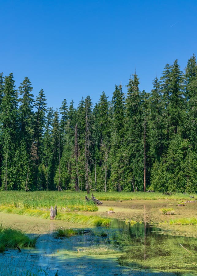 Swamp at the Forest in Gifford Pinchot National Forest Stock Photo ...