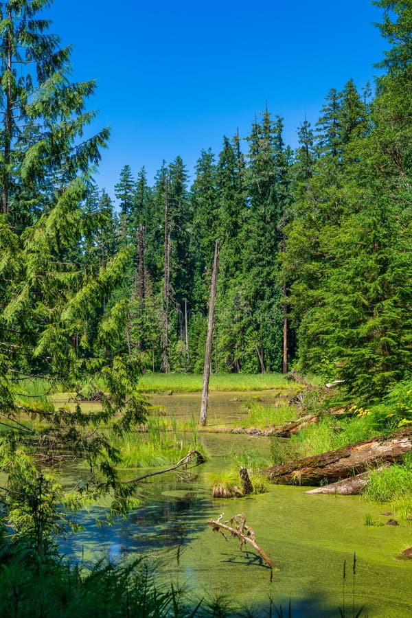 Swamp at the Forest in Gifford Pinchot National Forest Stock Photo ...