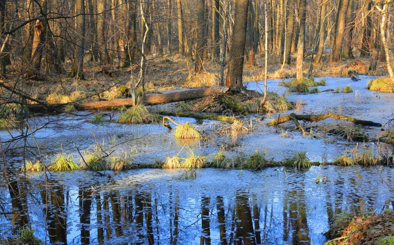 Swamp in forest stock image. Image of season, rural, ukraine - 88597911