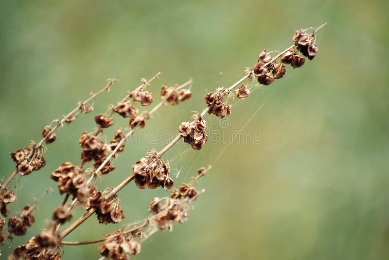 Swamp fruit stock image. Image of dried, backlight, shiny - 11438455