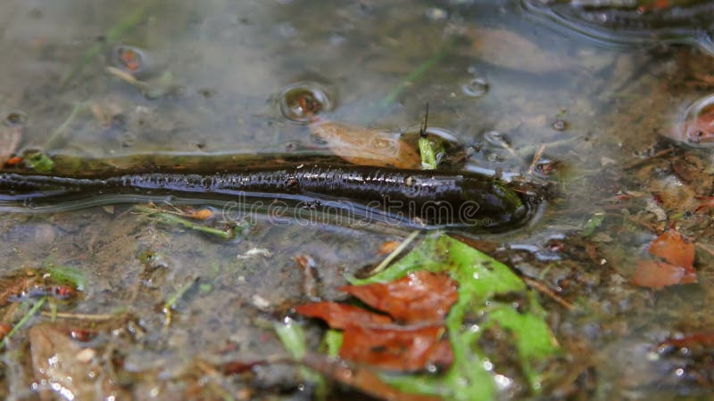 Swamp Full of Leeches in Danube Delta Stock Video - Video of weed ...