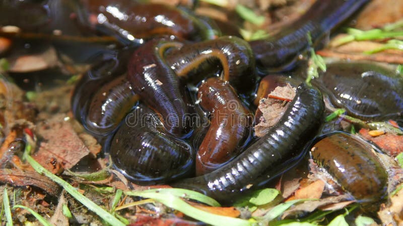 Swamp Full of Leeches in Danube Delta Stock Video - Video of leeches ...