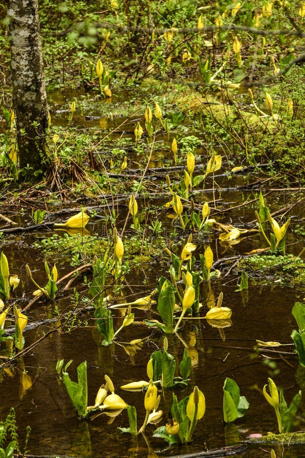 Skunk Cabbages stock photo. Image of eastern, hill, swamp - 129783566