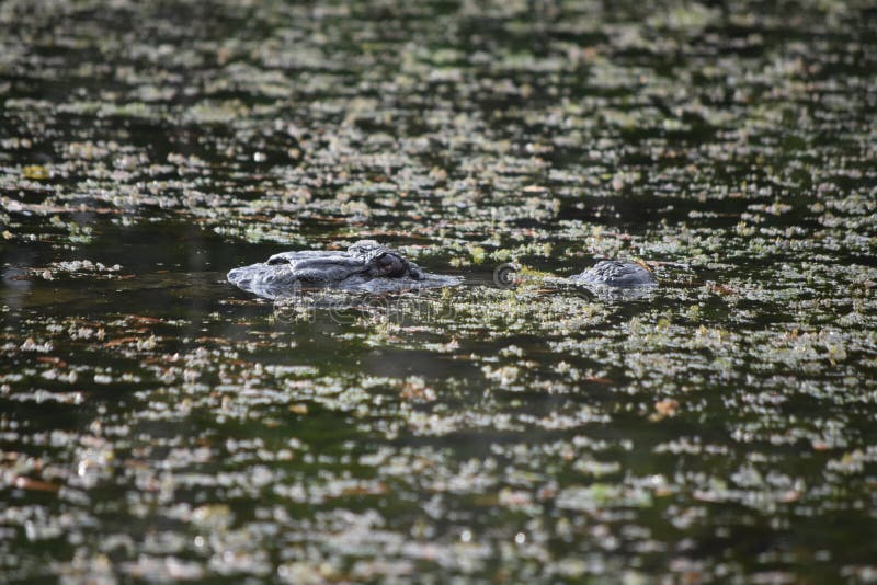 Swamp with a Gator Just Above the Surface Stock Image - Image of ...