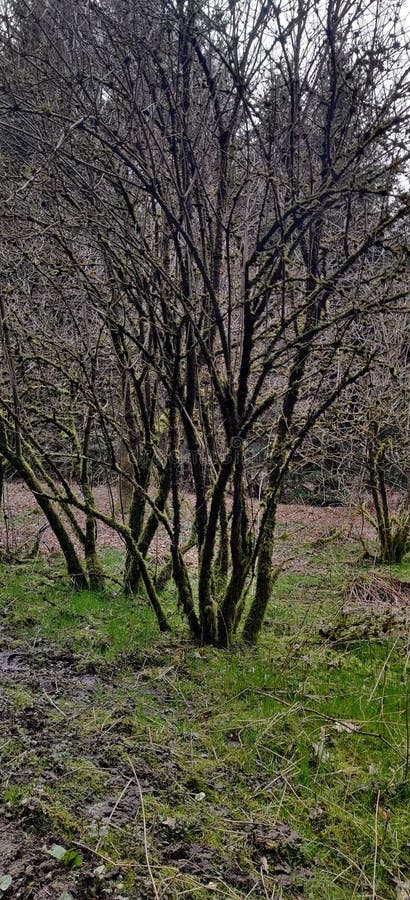 The Swamp Gave New Life To the Trees. Stock Image - Image of life ...