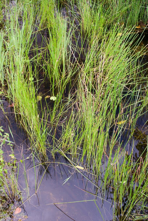 Swamp Grass stock photo. Image of trail, natural, wilderness - 6328106