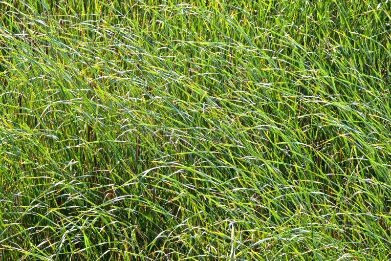 Swamp Grass in a wet land stock photo. Image of color - 109957052