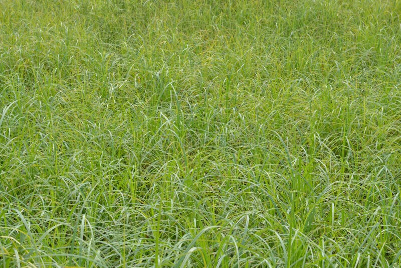 Swamp Grass. Background, Texture. Stock Photo - Image of grass, mixed ...