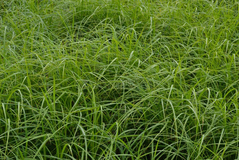 Swamp Grass. Background, Texture. Stock Image - Image of thin, confused ...