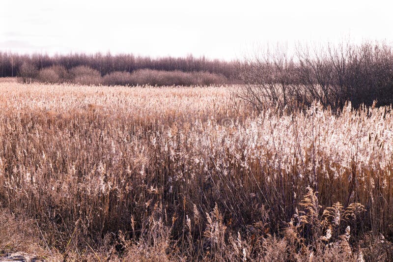 Swamp grass stock image. Image of flora, pond, tranquil - 83236843