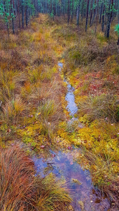 Swamp Grass and Moss with Water Stock Photo - Image of environment ...