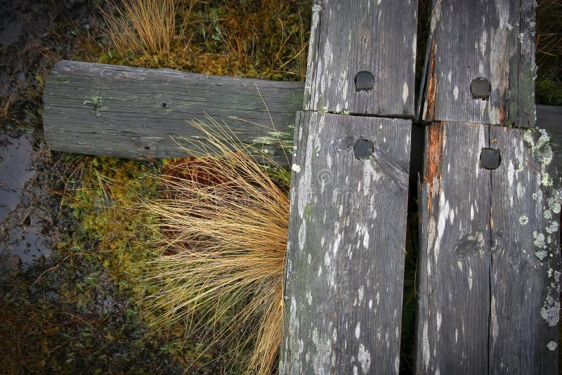 Swamp grass texture stock image. Image of reed, color - 179382367