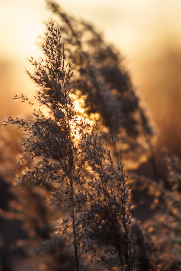 Swamp grass at sunset stock image. Image of evening - 203204357