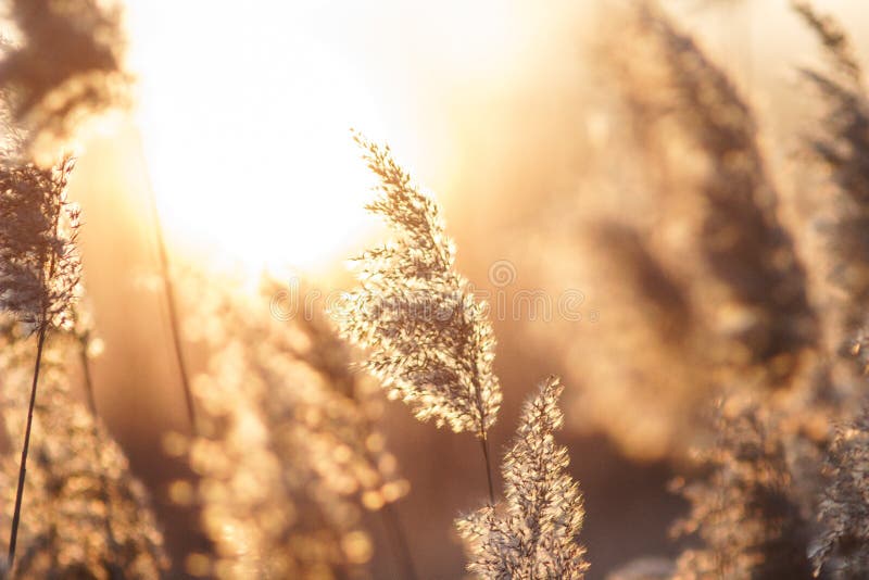 Swamp grass at sunset stock photo. Image of blades, morning - 203204746
