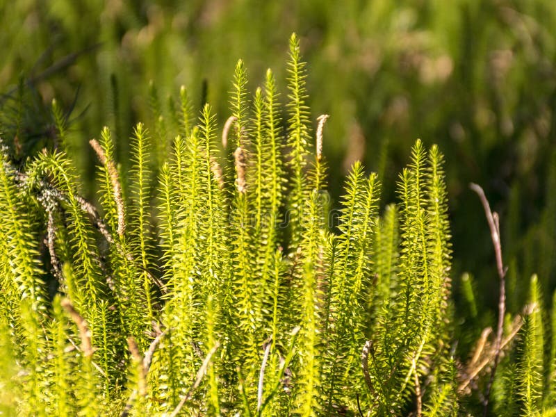 Swamp grass texture stock photo. Image of grass, reed - 176802196