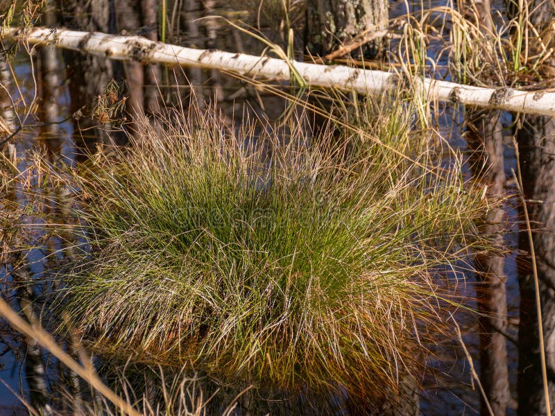 Swamp grass texture stock image. Image of reed, color - 179382367