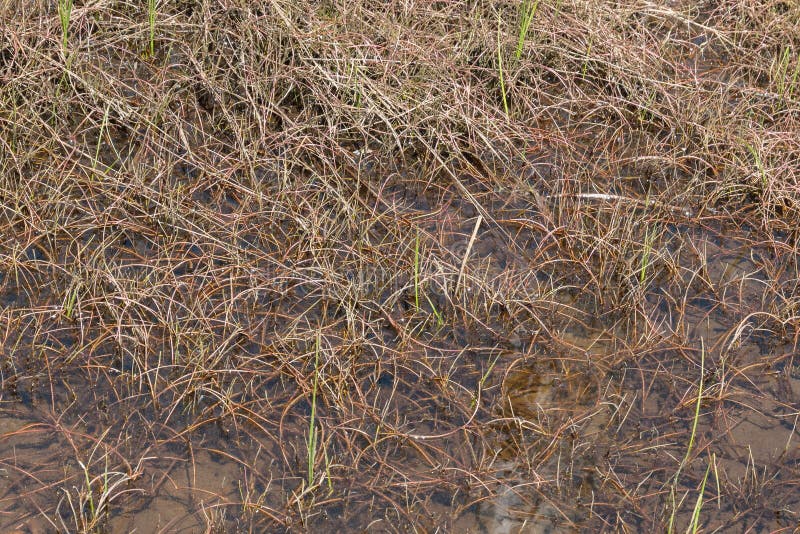 Swamp Grasses, Textures and Patterns Stock Image - Image of floral ...