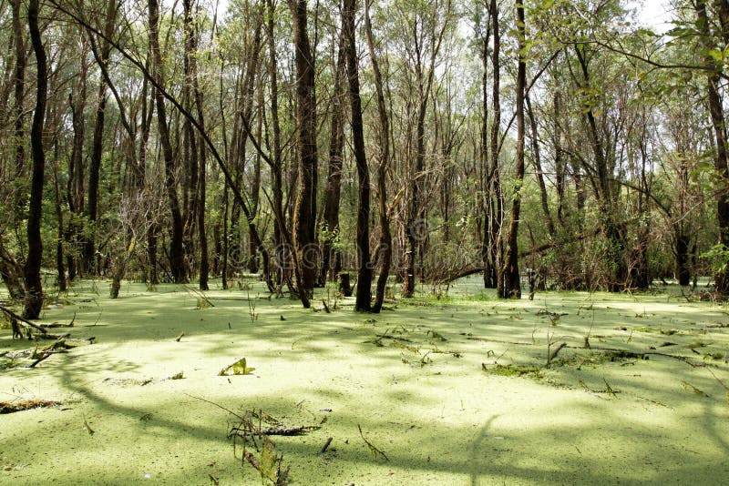 Swamp in the green. stock photo. Image of view, wilderness - 26206626