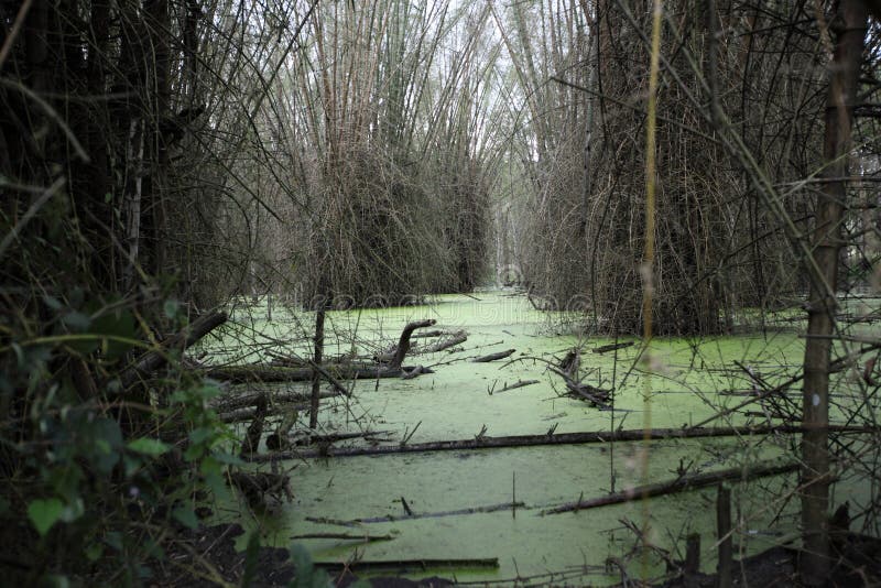 Swamp with Green Algae and Bamboo Stock Image - Image of forest, jungle ...