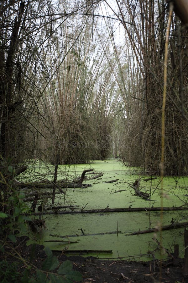 Swamp with Green Algae and Bamboo Stock Image - Image of floodplain ...