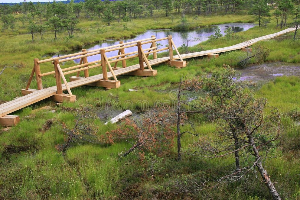Swamp stock image. Image of cloudscape, fear, daylight - 32320673
