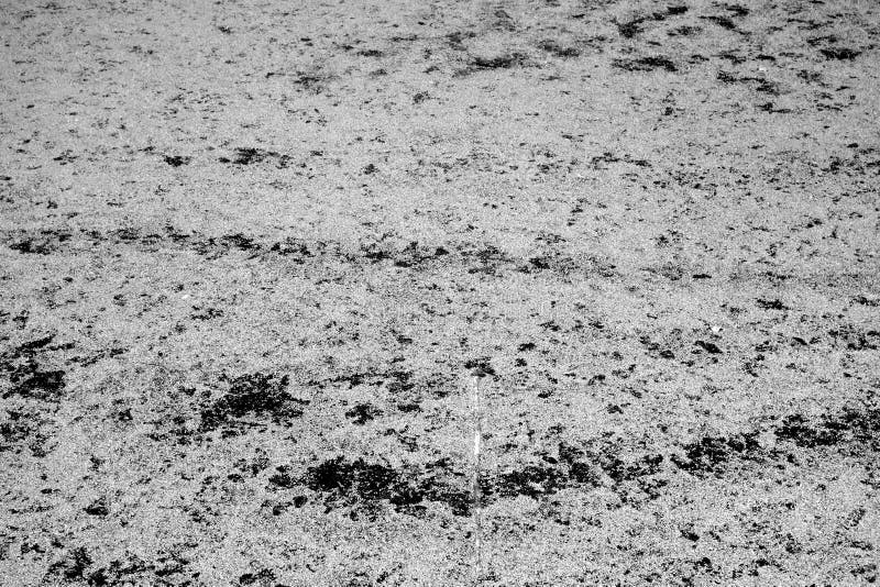 Swamp Green Pattern and View in Black and White Stock Photo - Image of ...