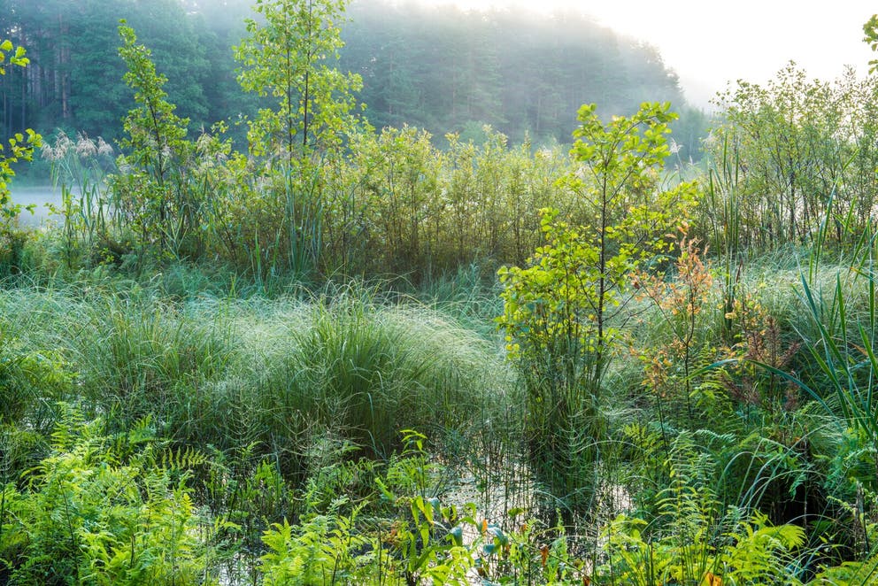 Swamp greenery stock image. Image of sunrise, landscape - 77012211
