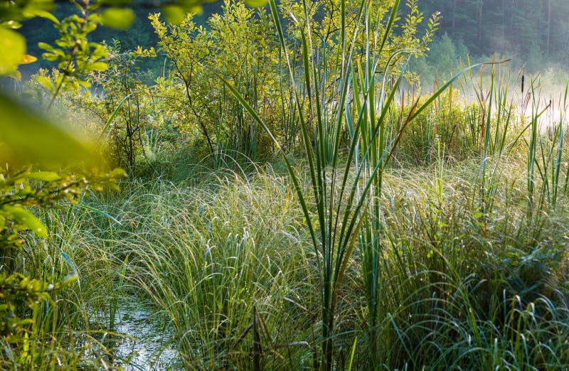 Swamp greenery stock image. Image of trees, plants, green - 77012249