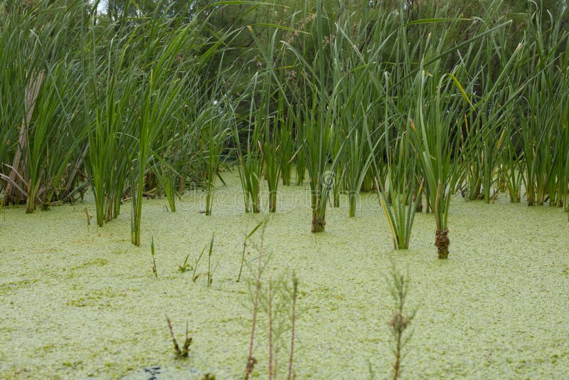 Swamp Greenery. Green, Plants Stock Photo - Image of season ...