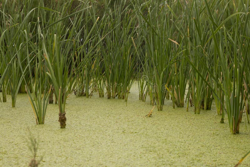 Swamp Greenery. Green, Plants. Stock Photo - Image of states, misty ...