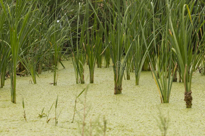 Swamp Greenery. Green, Plants. Stock Image - Image of greenery ...