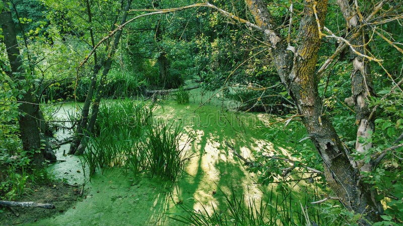 Swamp panorama. stock photo. Image of grass, panorama - 45318136