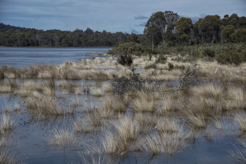 Swamp hay stock photo. Image of garden, house, rural - 103538680