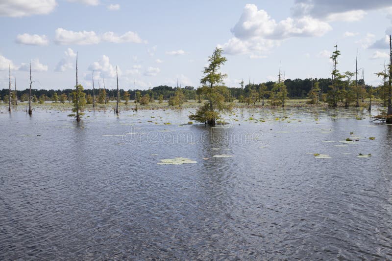 Swamp stock image. Image of grass, locations, ecosystem - 86250723