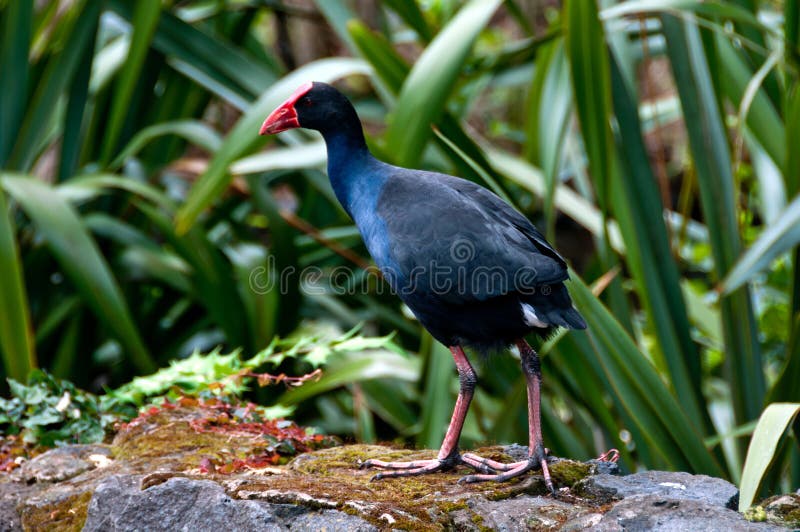 71 Pukeko Chick Photos - Free & Royalty-Free Stock Photos from Dreamstime