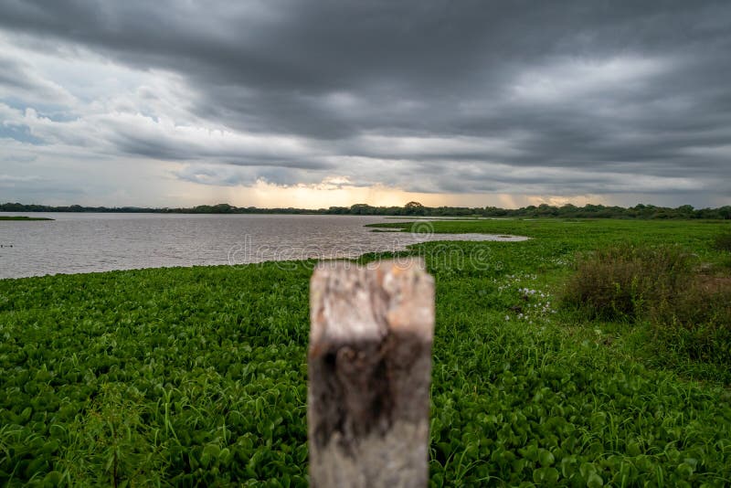 Swamp in Herrera lagoon stock photo. Image of america - 248548606