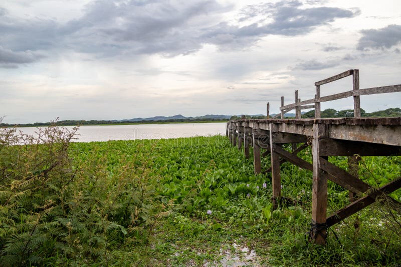 Swamp in Herrera lagoon stock photo. Image of grazing - 248548576