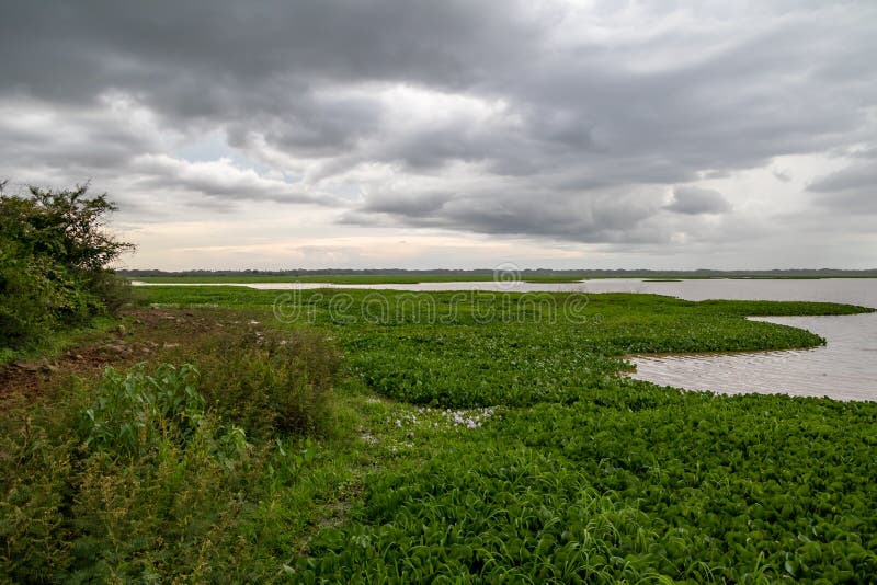 Swamp in Herrera lagoon stock image. Image of herrera - 248548611