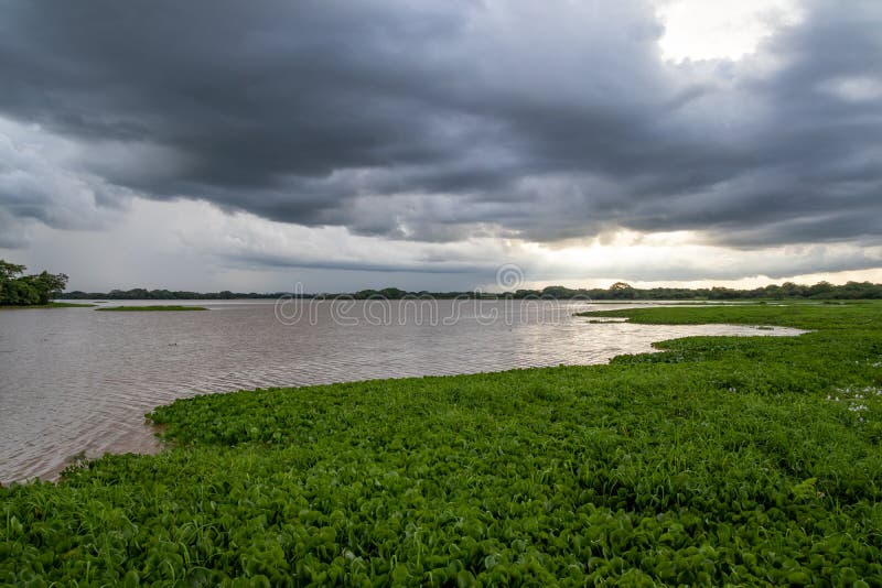 Swamp in Herrera lagoon stock image. Image of wildlife - 248548483