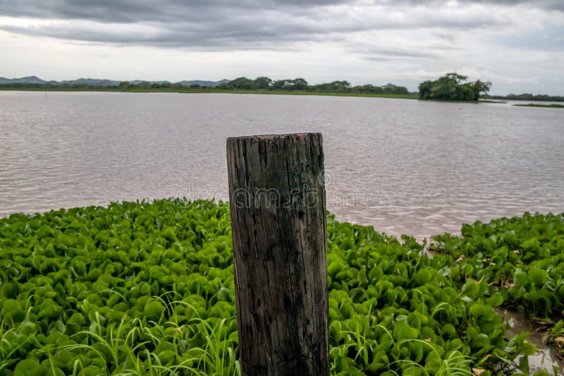 Swamp in Herrera lagoon stock photo. Image of lagoon - 248548656