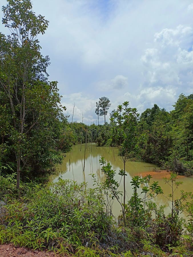 Swamp inside jungle stock image. Image of water, wilderness - 264008455