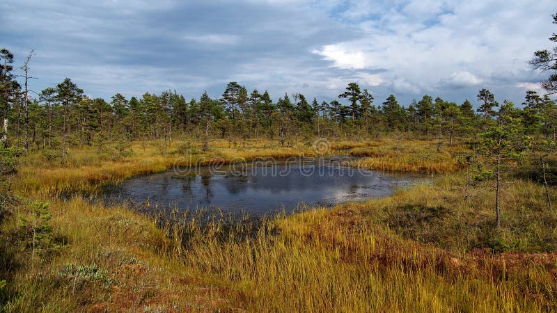 Swamp lake and forest stock photo. Image of latvian, lake - 58951410