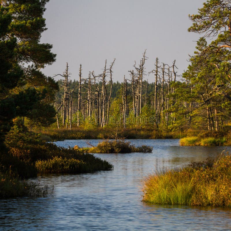Swamp lake stock photo. Image of grass, lake, edge, lakeclouds - 65403214