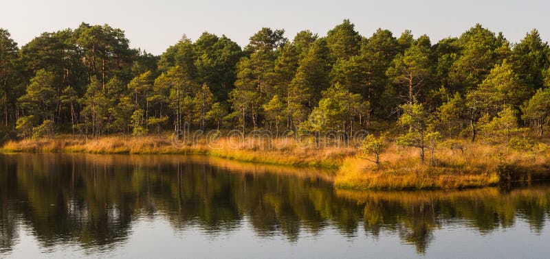 Swamp lake stock photo. Image of lake, color, green, common - 65403220