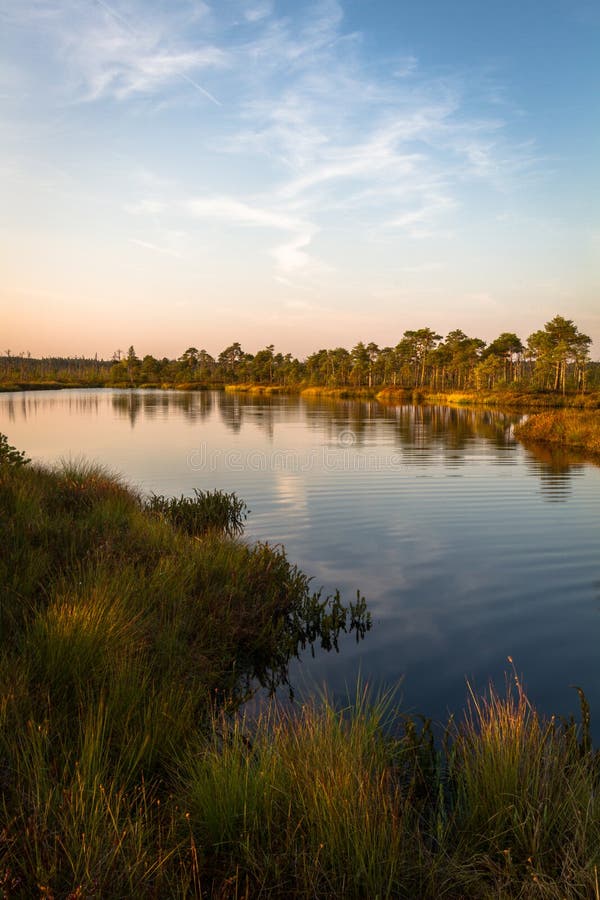 Swamp lake stock image. Image of plants, pine, marsh - 65403233