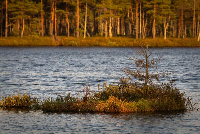 Swamp lake stock photo. Image of outdoors, pond, marsh - 65403248