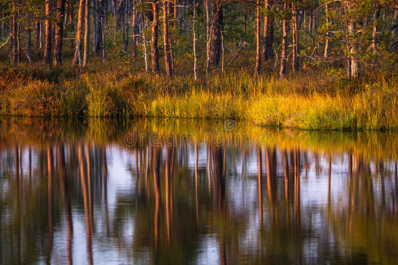 Swamp lake stock photo. Image of horizontal, lakeclouds - 65403266