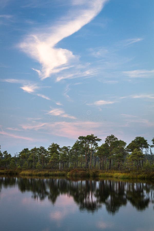Swamp lake stock image. Image of edge, environmental - 65403275