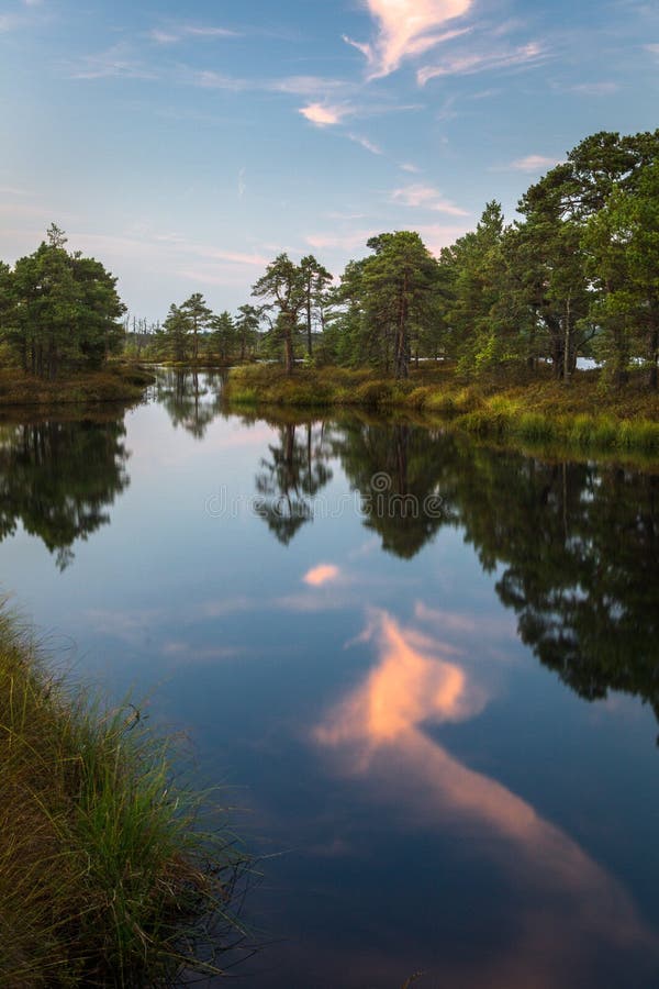 Swamp lake stock photo. Image of clouds, leaf, common - 65403278